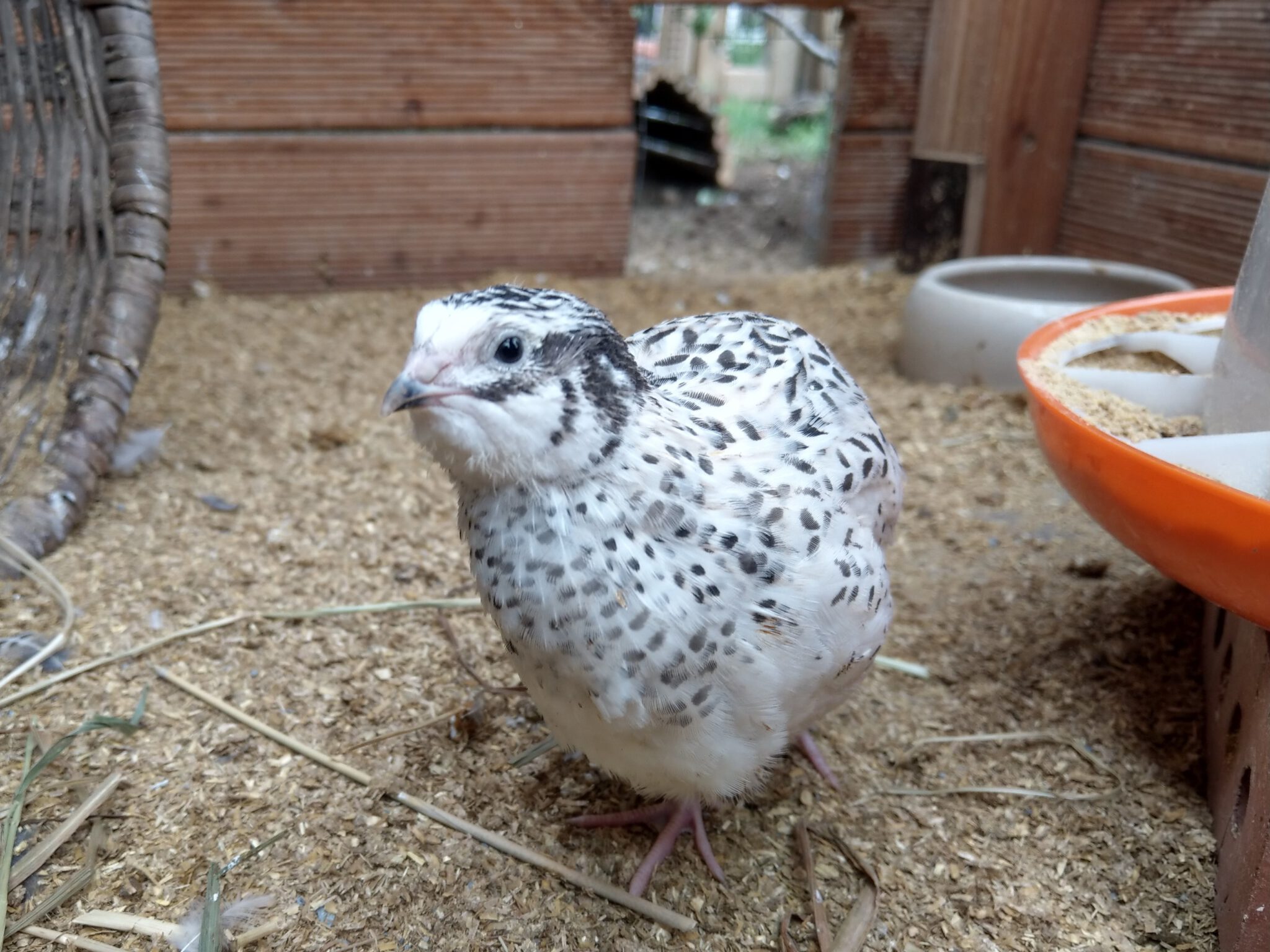 Unsere Tiere – Wachtelzucht-NRW